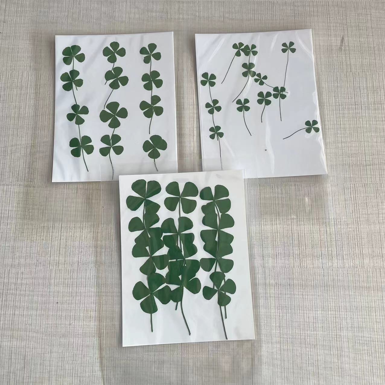 12PCS/Lot,Real Natural Dried Pressed Flowers Lucky Four Leaf Clover ...
