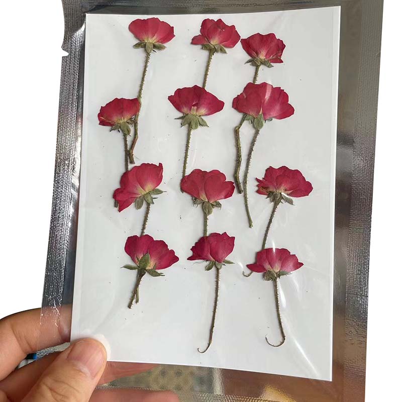 12Pieces/Lot Real Natural Pressed Dried Roses Flowers Branches,Small ...