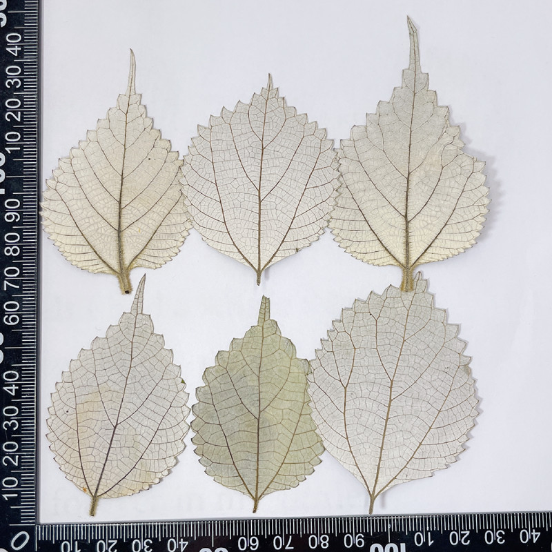 12 Pieces/Pack Ramie Leaf Real Pressed Flowers, Plant Specimen Teaching ...