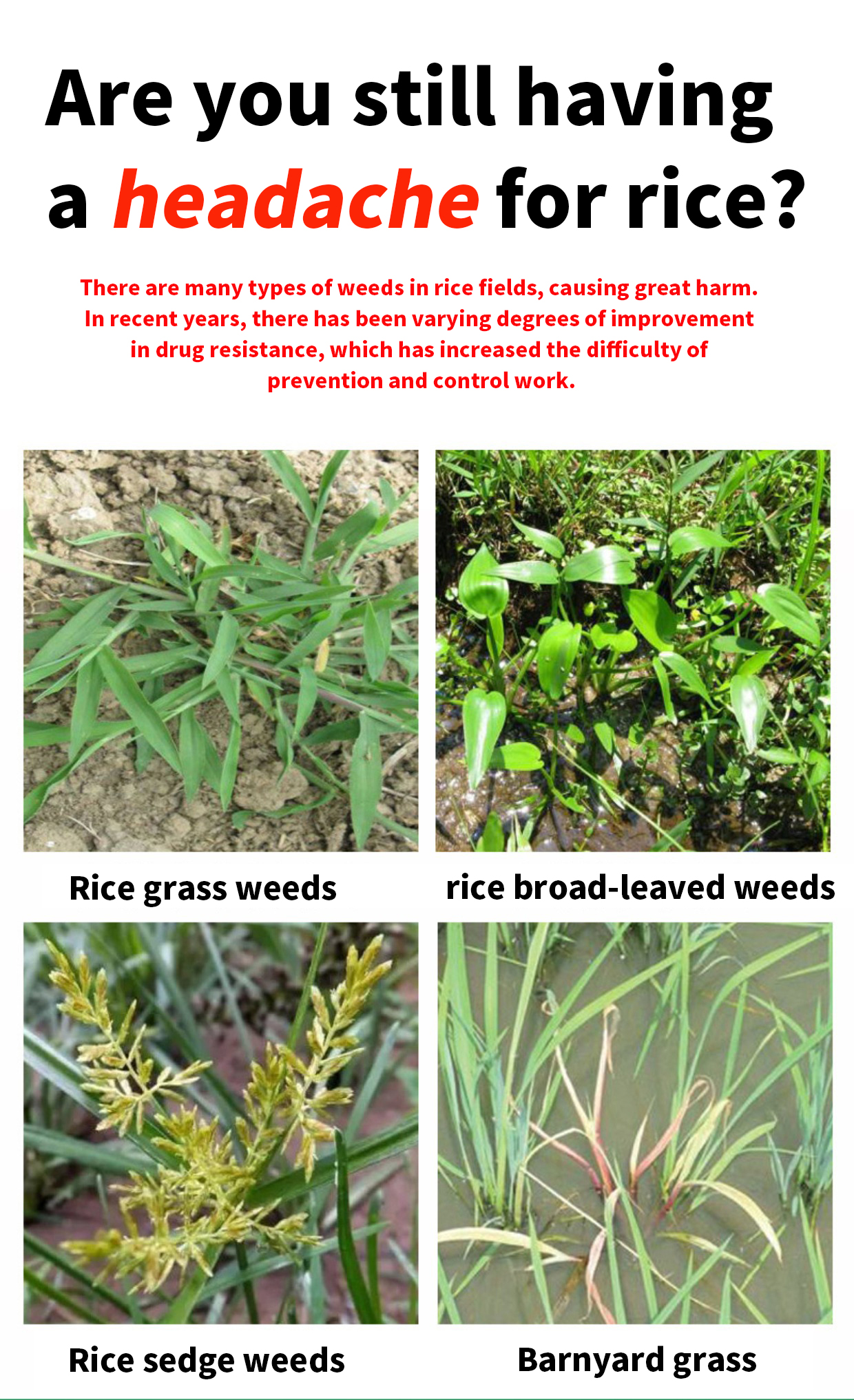 Herbicide for rice 10g rice herbicide It can effectively kill weeds in ...