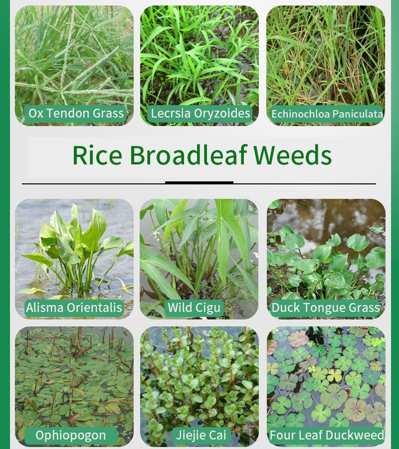 Herbicide for rice 10g rice herbicide It can effectively kill weeds in ...