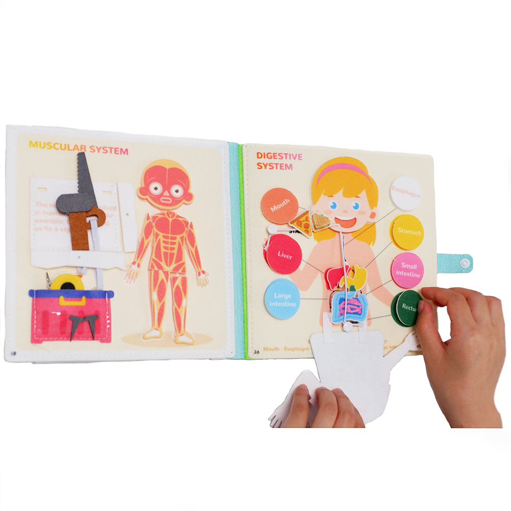 Montessori Human Body Parts With 3D Organs Human Anatomy Game Toy Book ...