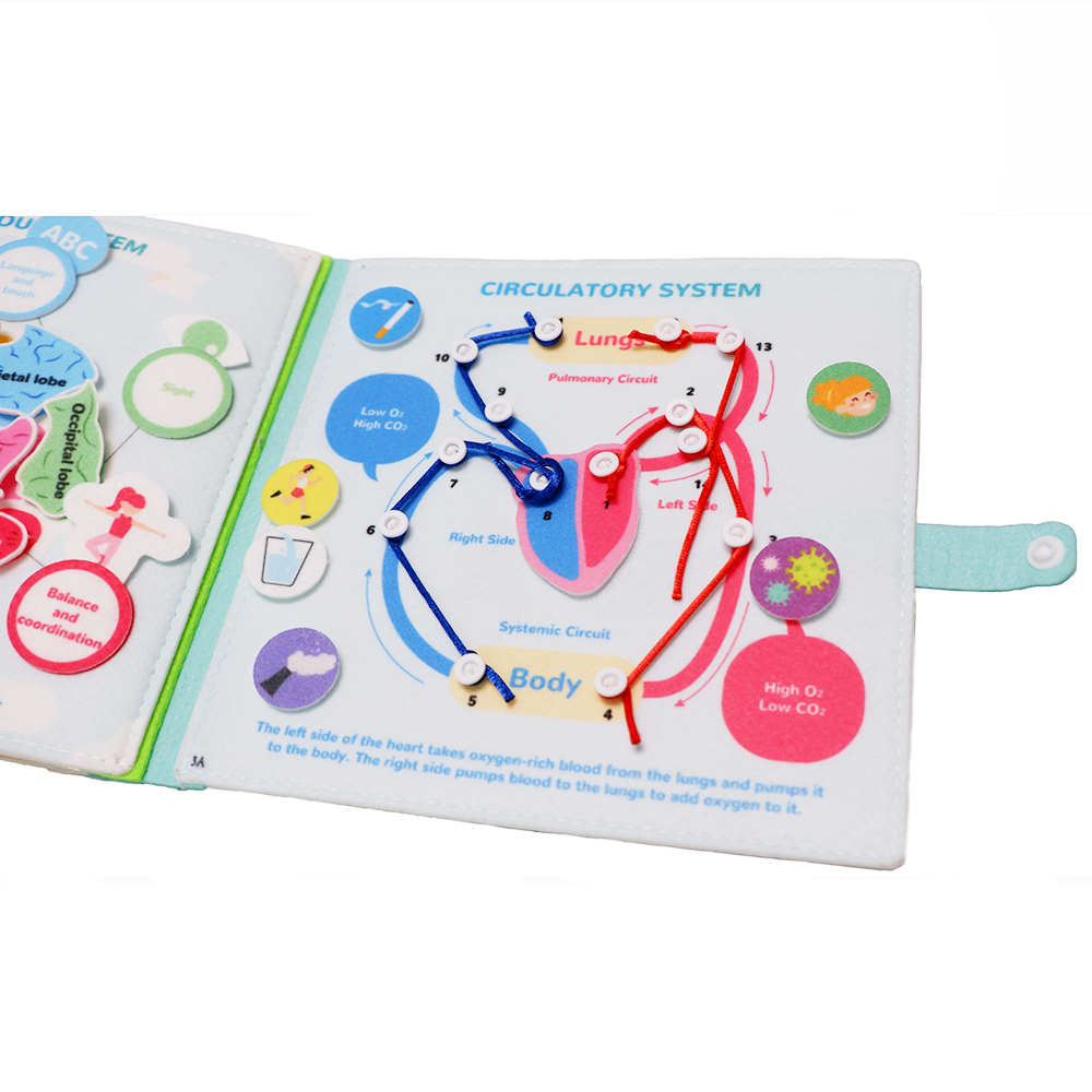 Montessori Human Body Parts With 3D Organs Human Anatomy Game Toy Book ...