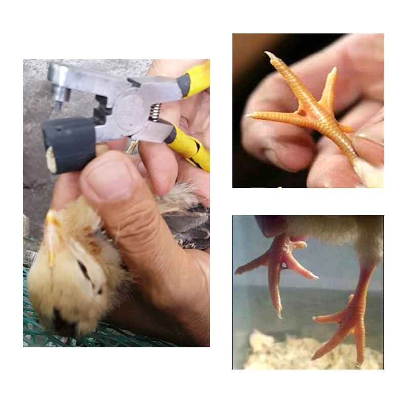 Wingband Plier applicator Chick toe puncher Stainless steel Wingband ...