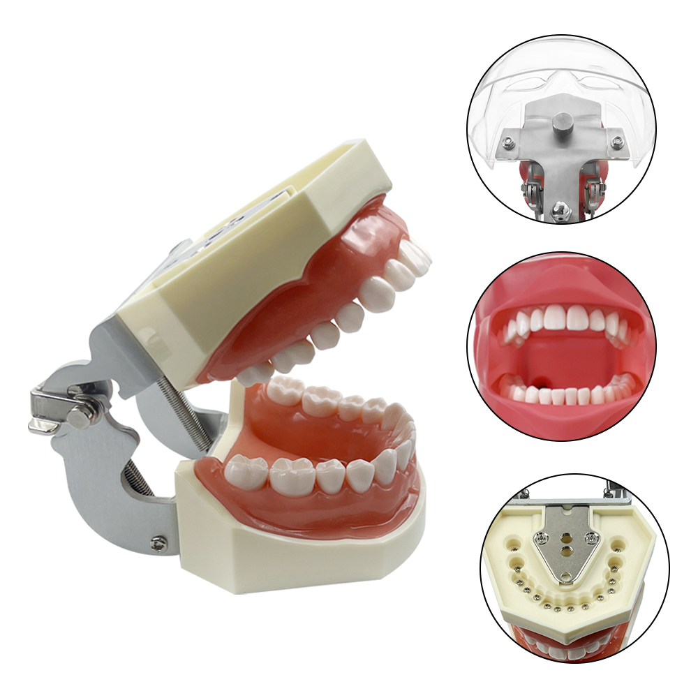 1 Set Dental Simulator Simple Head Model With 28/32 Teeth Typodont ...