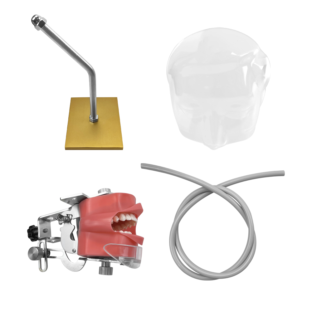 1 Set Dental Simulator Simple Head Model With 28/32 Teeth Typodont ...