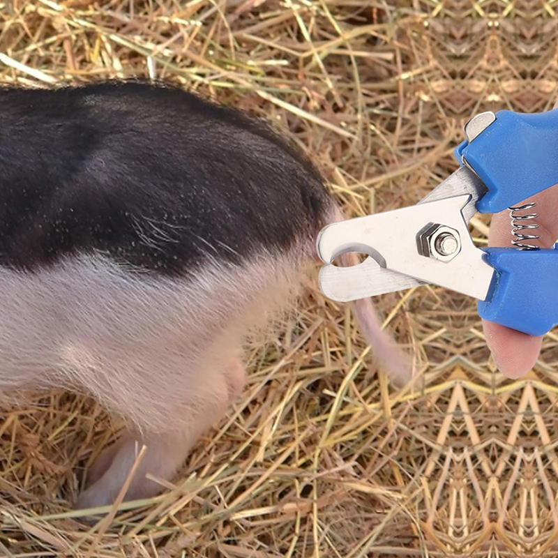 4 in1 Piglet tool kit Pig teeth cutter Piglet tail cutter Pig crayon ...