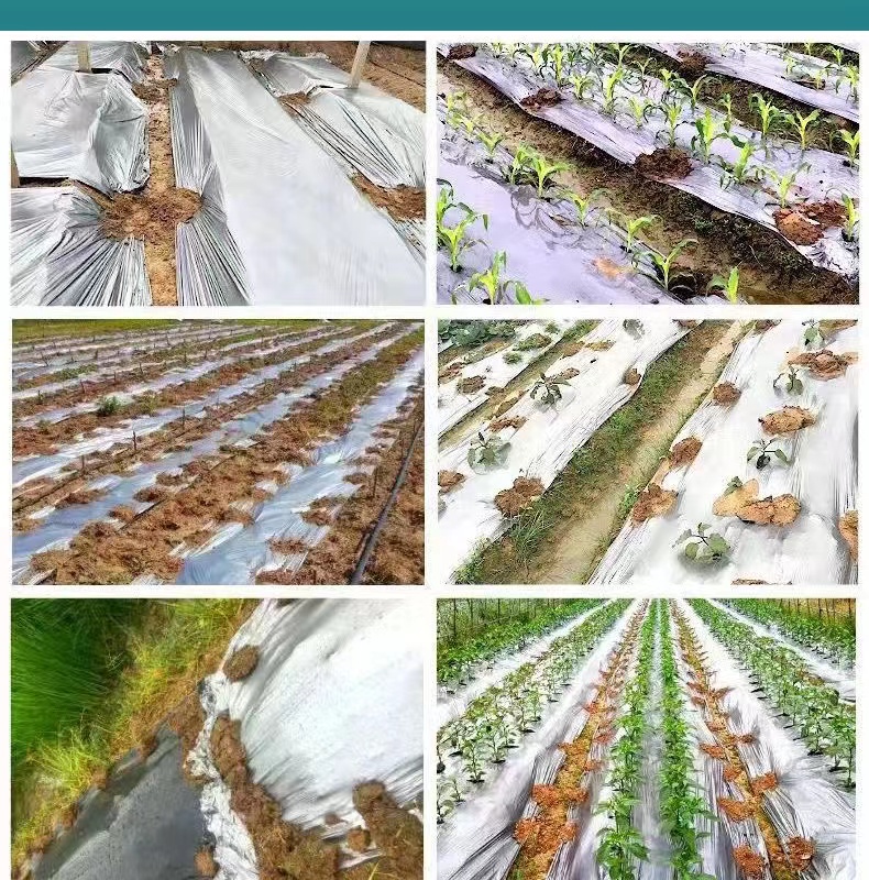 【COD】Plastic Mulch [ JAPAN - SUN QULITY ] 4ft x 400m (1.2m) SILVER ...