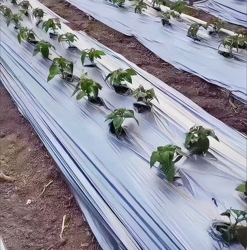 【COD】Plastic Mulch [ JAPAN - SUN QULITY ] 4ft x 400m (1.2m) SILVER ...
