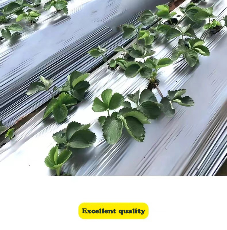 【COD】Plastic Mulch [ JAPAN - SUN QULITY ] 4ft x 400m (1.2m) SILVER ...