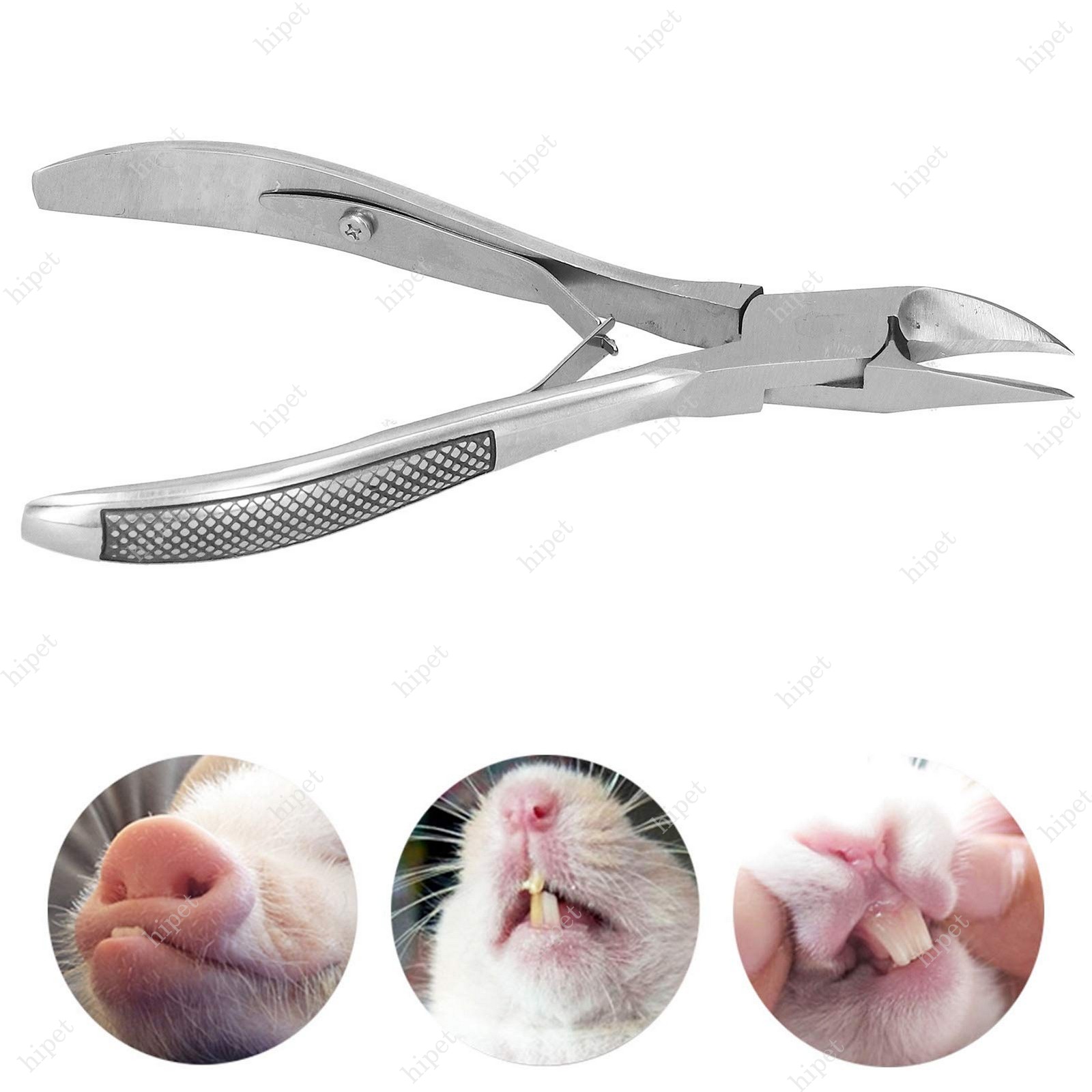 Pig Teeth Cutter Pig Tooth Nipper Stainless Steel for Piglets Cutting ...