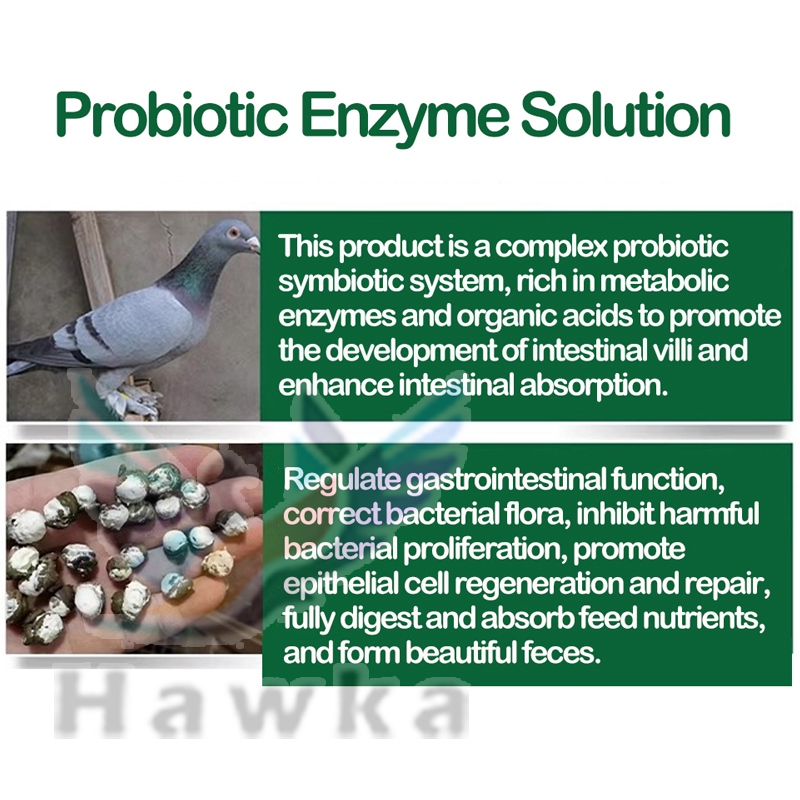 Tolome pigoen probiotics Seabast probiotics for racing pigeon promotes ...