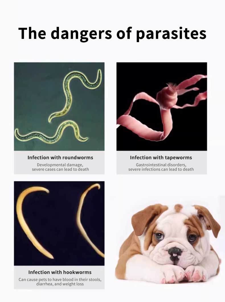 Cat dewormer dog dewormer 6pcs/box pet dewormer tapeworms roundworms ...