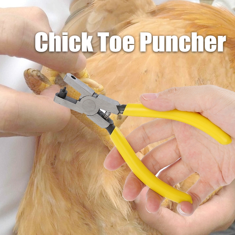 Wingband Plier Applicator Steel Wingband Puncher Chick Toe Puncher for ...