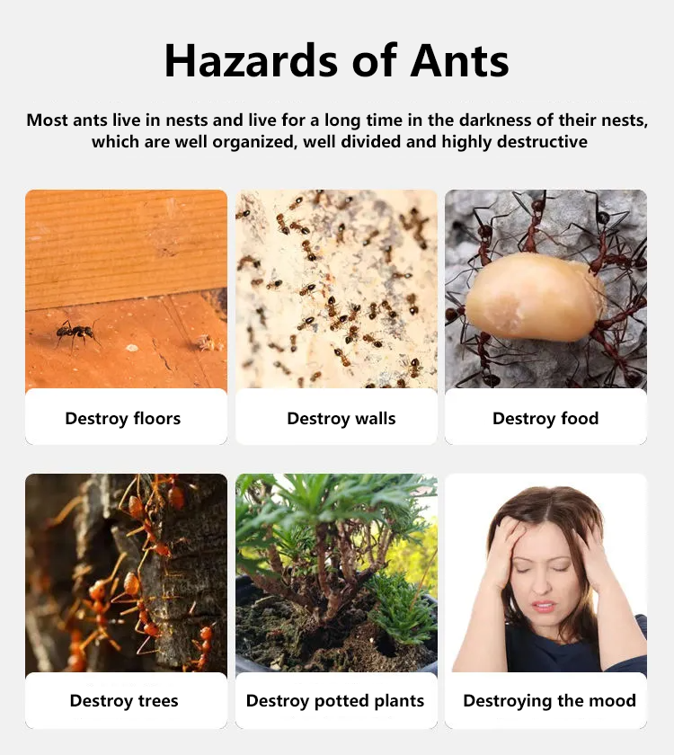 2 in 1 Termite Extermination Spray Ant Killer 500 Ml Anay Killer Spray ...