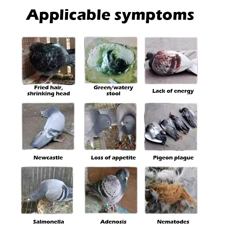 Victery 6 in 1 Super fighter Pigeon cold Salmonella Adenovirus New ...
