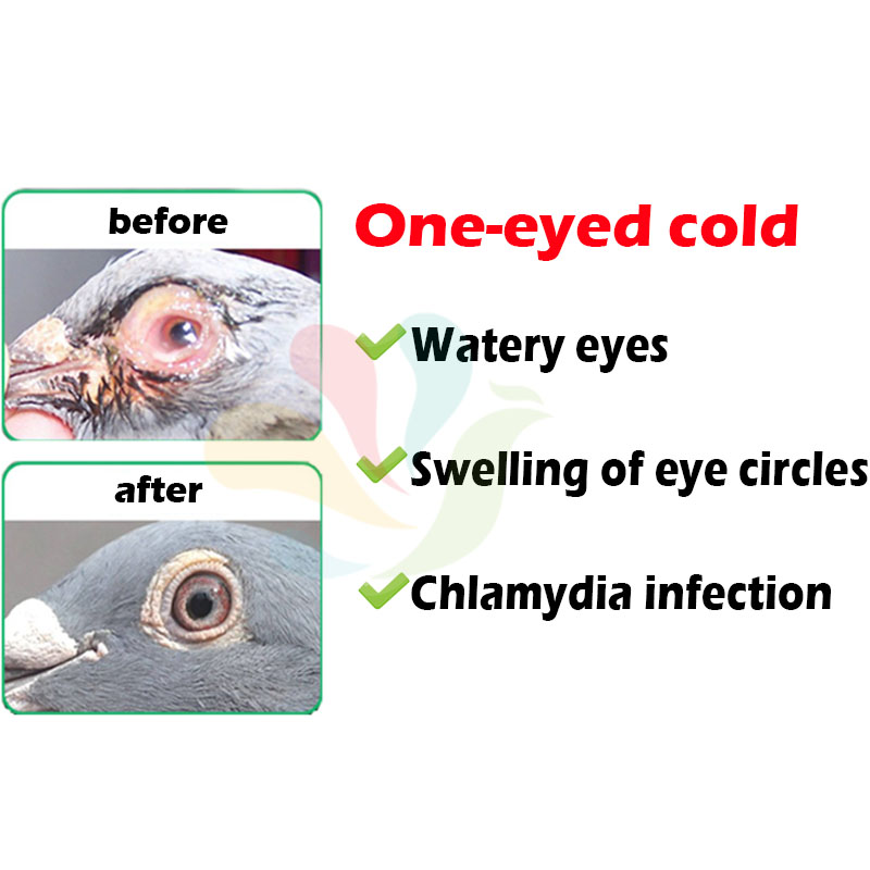 Victery Pigeon Eye Drop Health Clean Eyes with Probiotics for Bird ...