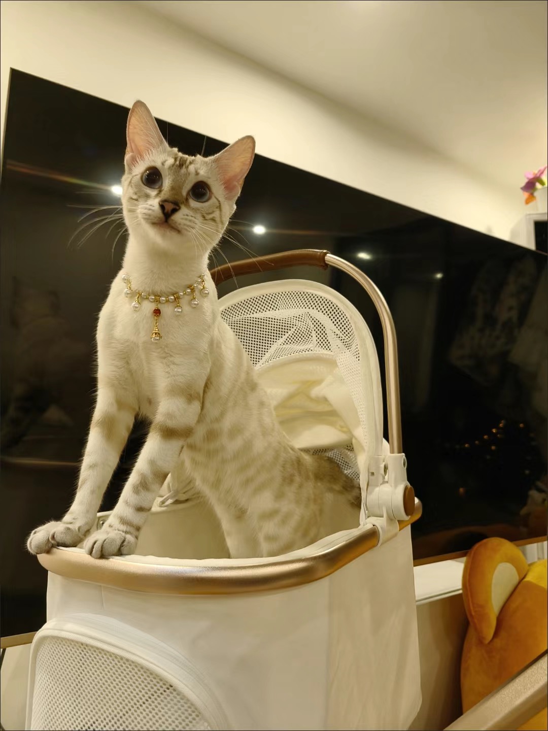 mall White High-view Pet Stroller International luxury hello baby brand ...