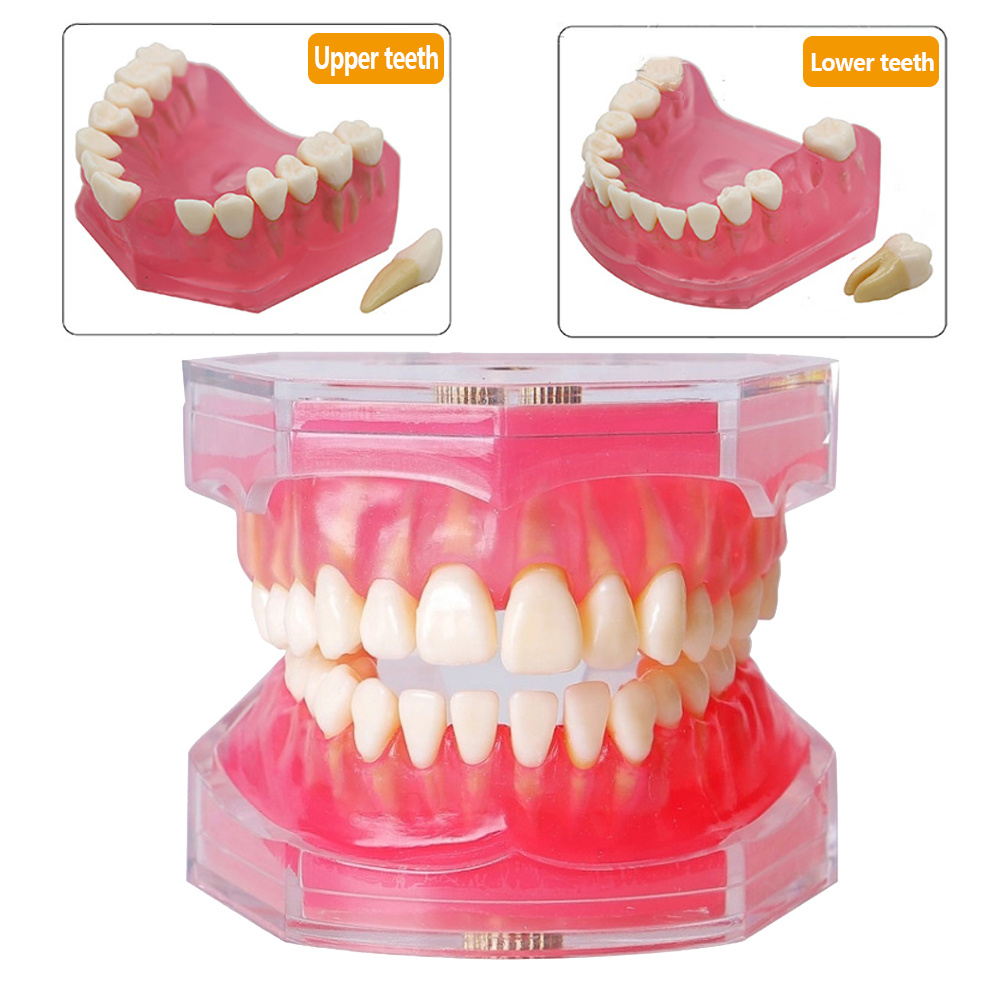 Dental Teeth Model Removable teeth Dental Model With Removable Teeth ...