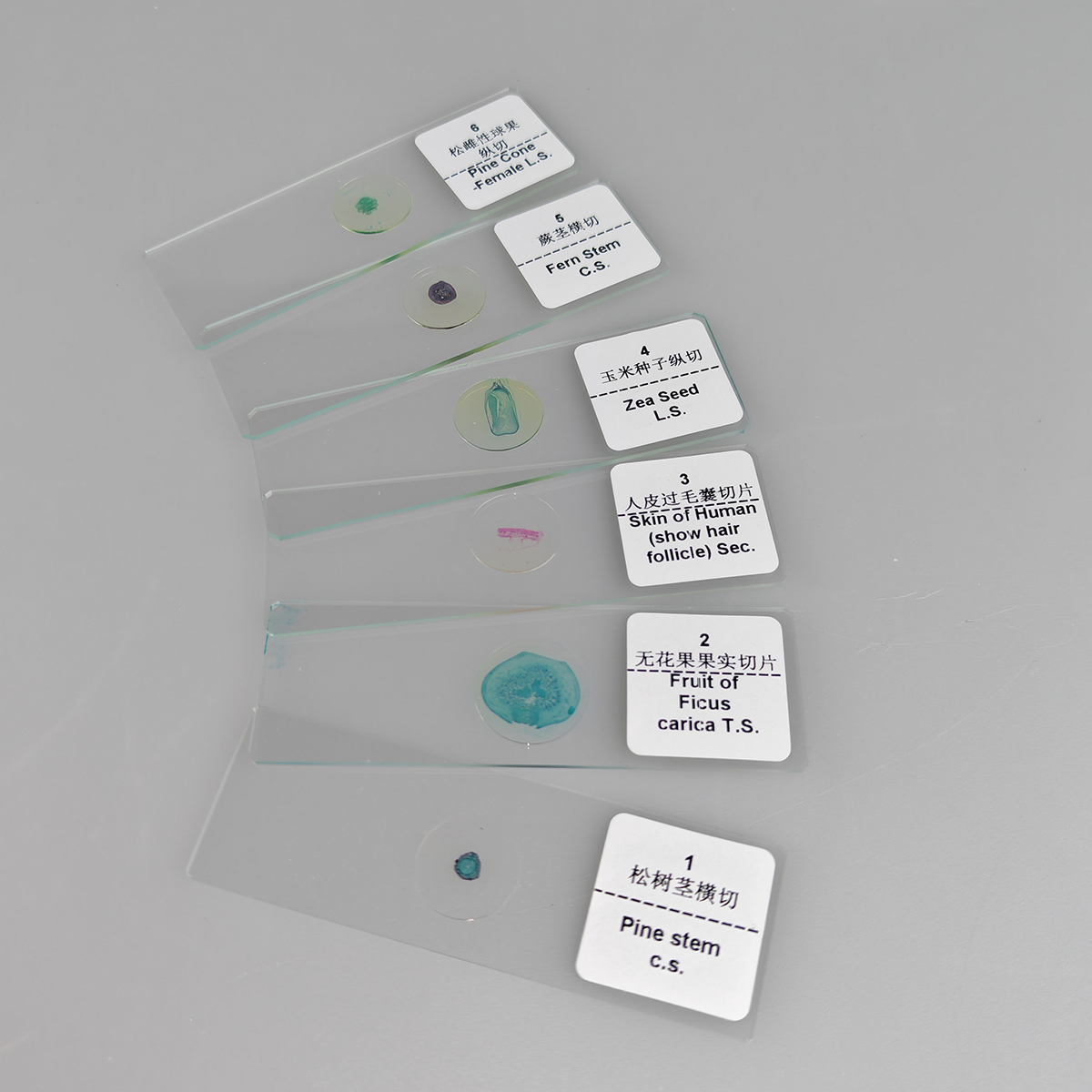 30PCS/Set Biological Prepared Slides Tissues Specimen Slices Science ...