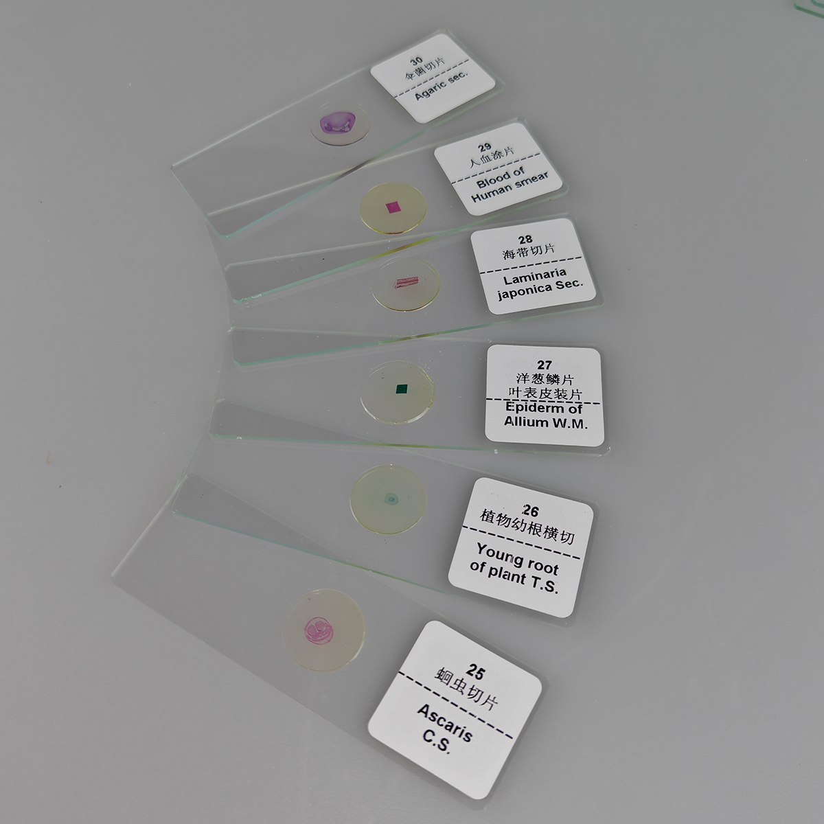 30PCS/Set Biological Prepared Slides Tissues Specimen Slices Science ...