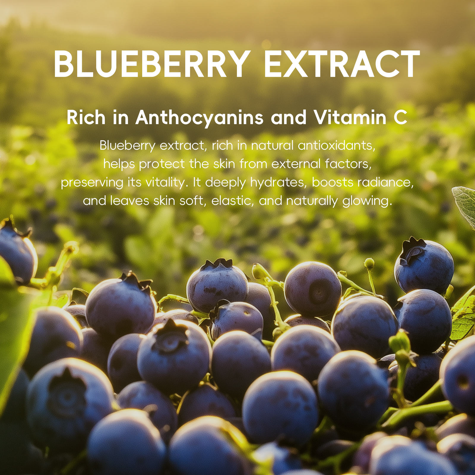 QUIYUM Blueberry Hyaluronic Moisturizer Enhance Skin Elasticity Unleash ...