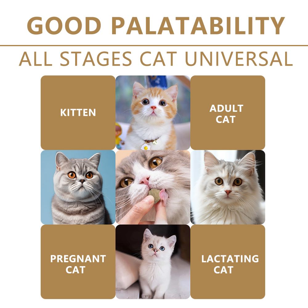 (1KG) Cat Food Kitten/Adult Cat Dry Food Environmentally Friendly ...