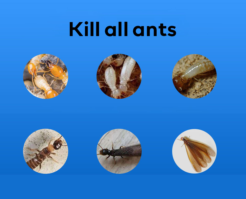 Termite prevention DPP Termite killer powder Anay powder Anay powder ...