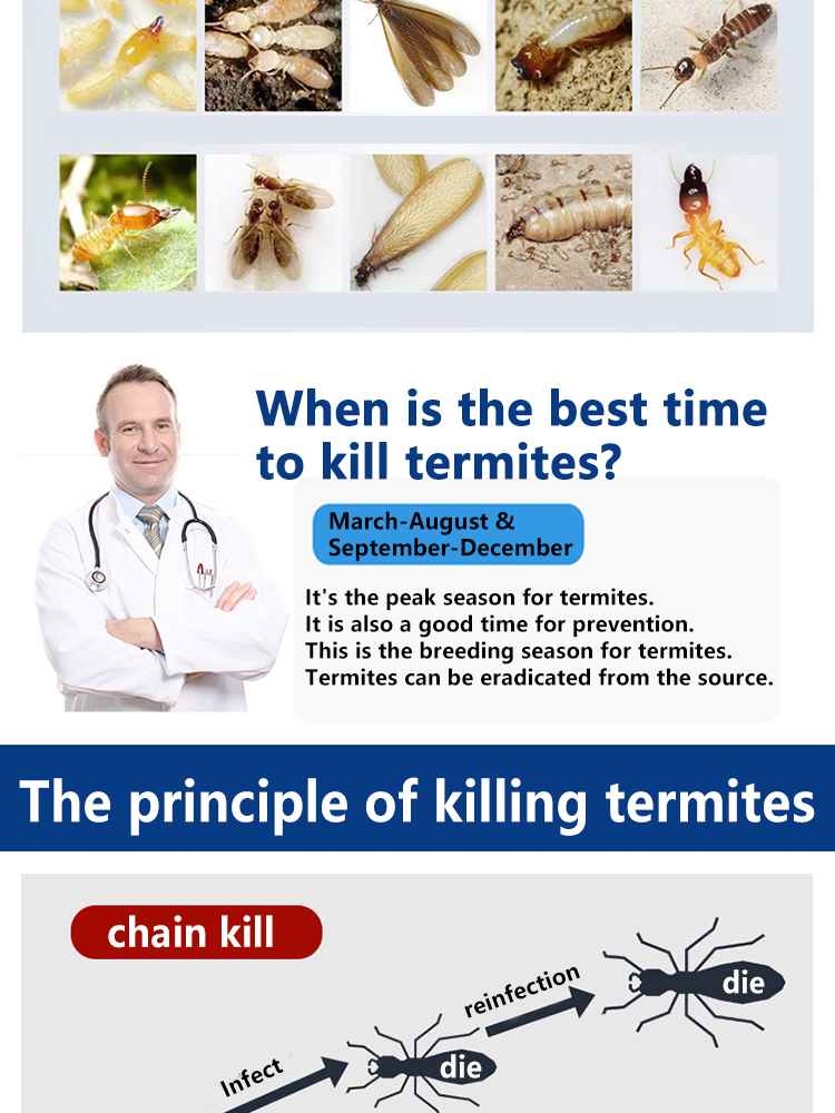 One infected whole nest died termite powder killer 50g anay pest ...