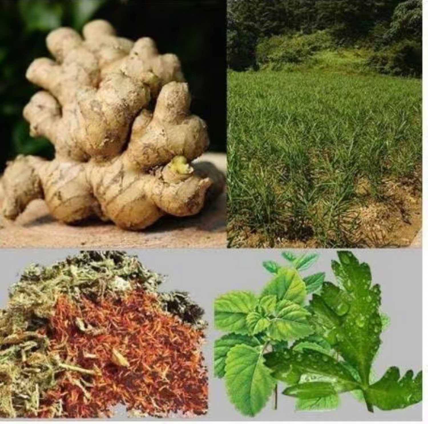 [BUY 1TAKE 1] 100Pcs/pack Herbal Ginger Patch PromoteBlood Circulation ...