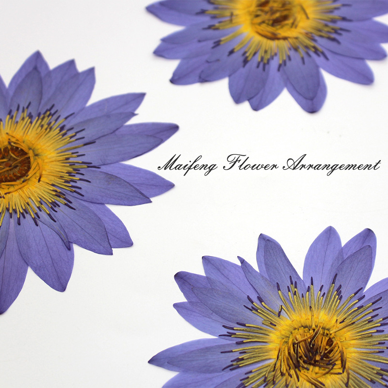 Lotus Pressed Flower DIY Kit - Large Natural Dried Flowers for Resin ...