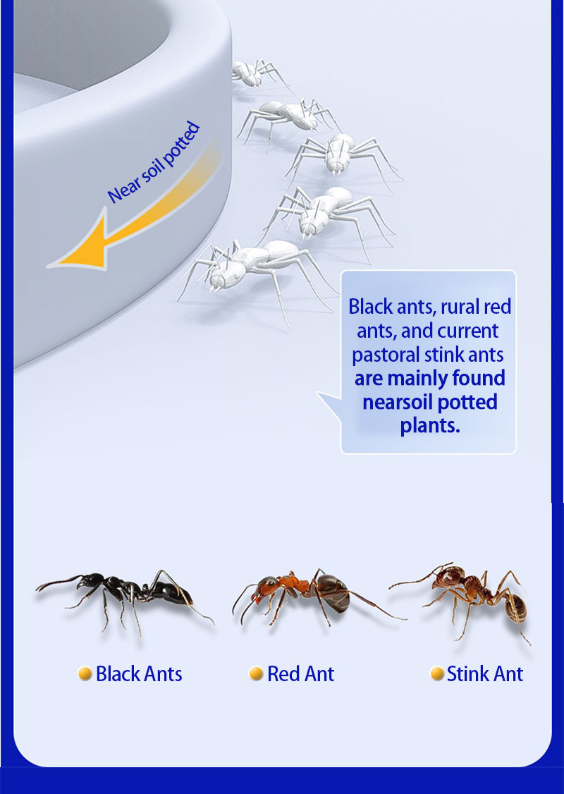 [All ants love to eat] DPP Ant bait Ant bait killer Anti ants killer ...