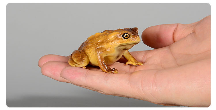 Realistic Toad Frog Figure Plastic Hand Painted Wild Animal Insects ...