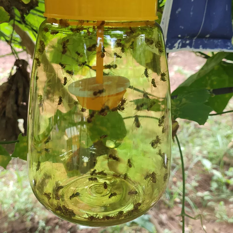 Fruit fly trap orchard vegetable sweet potato fruit fly trap (no liquid ...