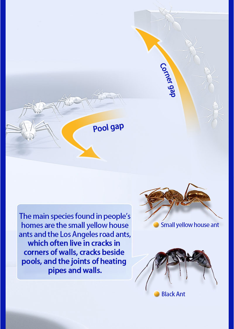 Powerful killing of ant nests KAMI Ant bait killer Anti ants killer Ant ...