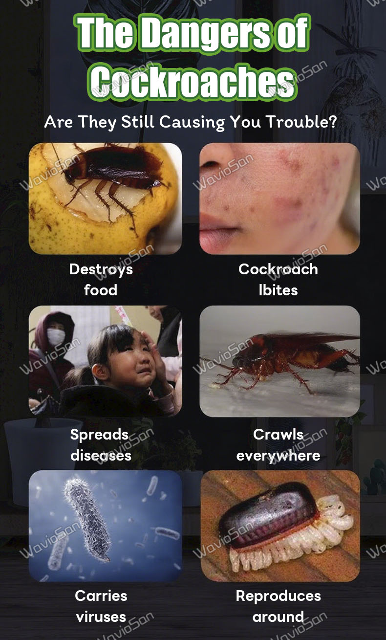 [One Bait, Roaches Gone!] XXM Cockroach bait Cockroach killer Cockroach ...