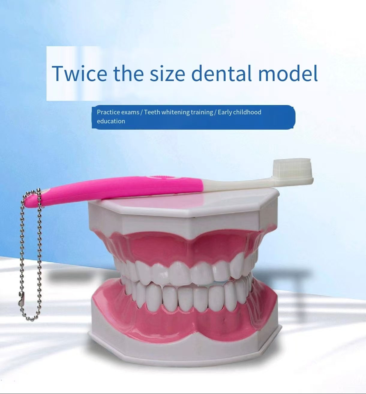 2x Dental Teaching Model Dental Teaching Model Denture Model 2x Teeth ...