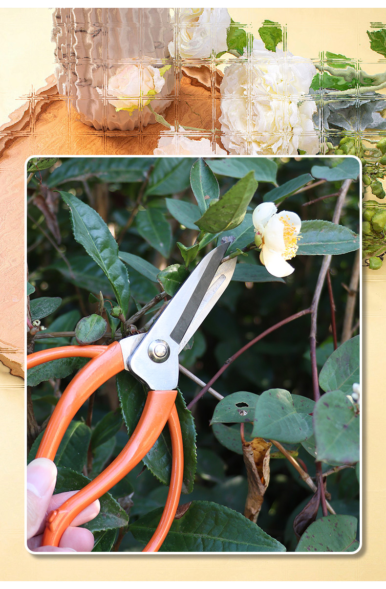 Florist scissors, pruning shears, ribbon/card/paper/flower cutting ...
