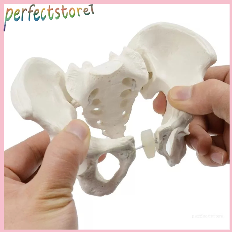perfect Life Size Female Pelvis Model Flexible Anatomy Model Hip Bone ...
