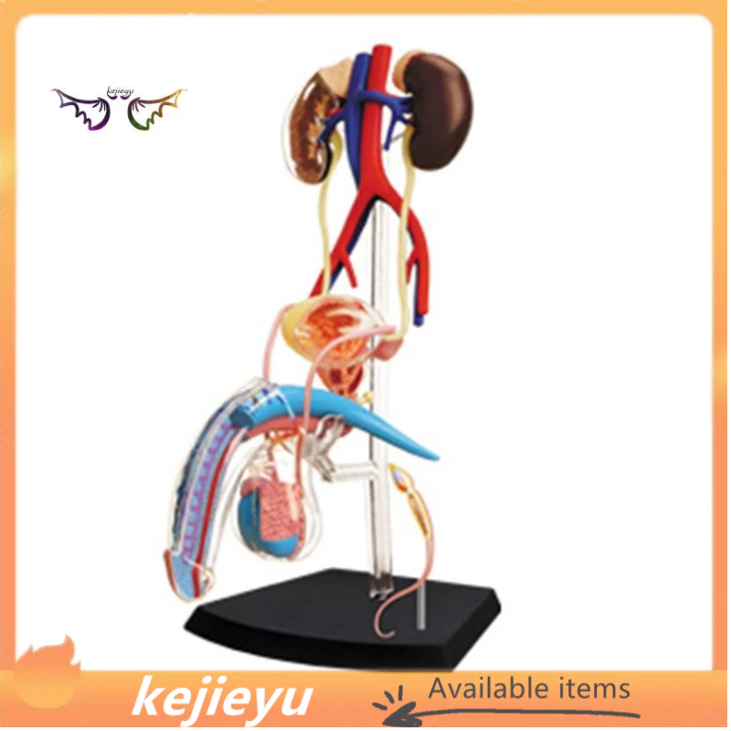 Medical Torso Human Body Model Education Male Reproductive System Model ...