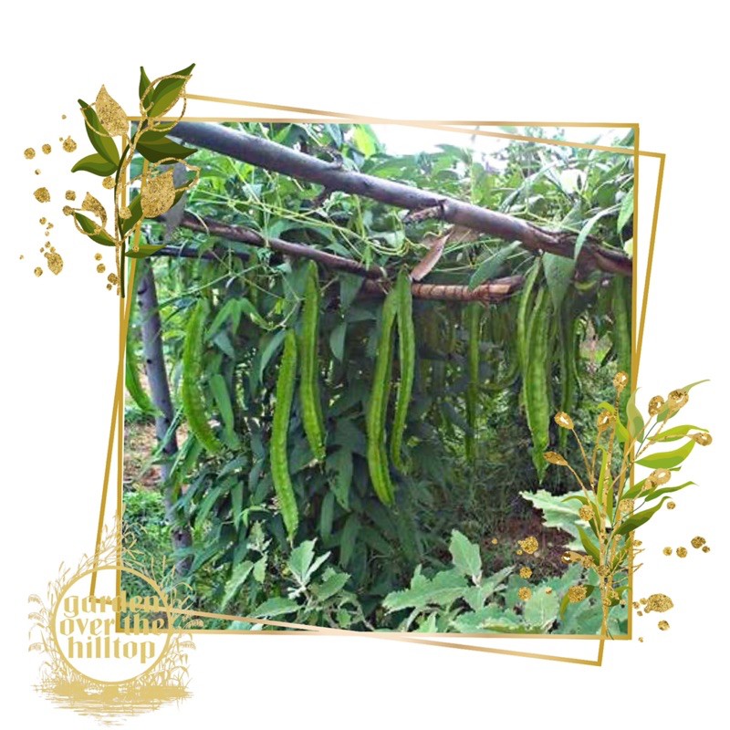 giant winged bean super long/sigarilyas/kalamismis/segidilla seeds ...