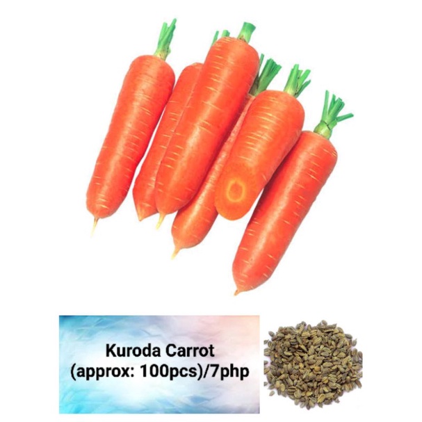 Kuroda Carrots Seeds (approx: 100pcs) | Shopee Philippines