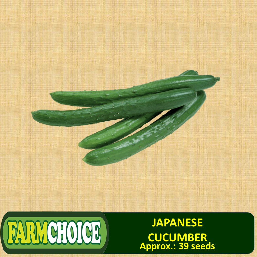 JAPANESE CUCUMBER SEEDS - (39 seeds) | Shopee Philippines
