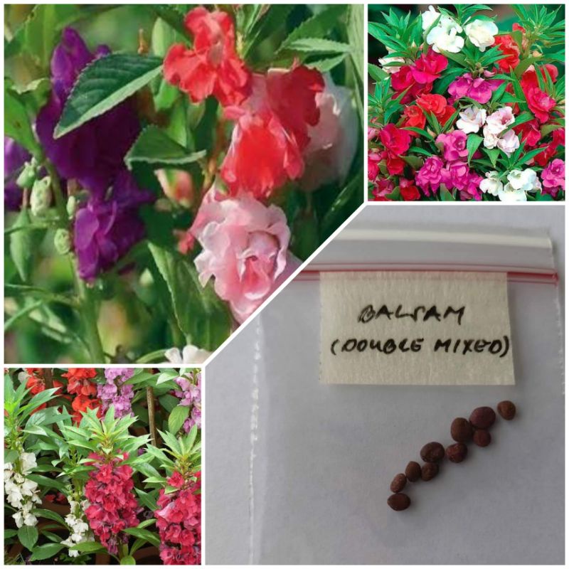 Balsam Flowers Mixed Colours Seeds | Shopee Philippines