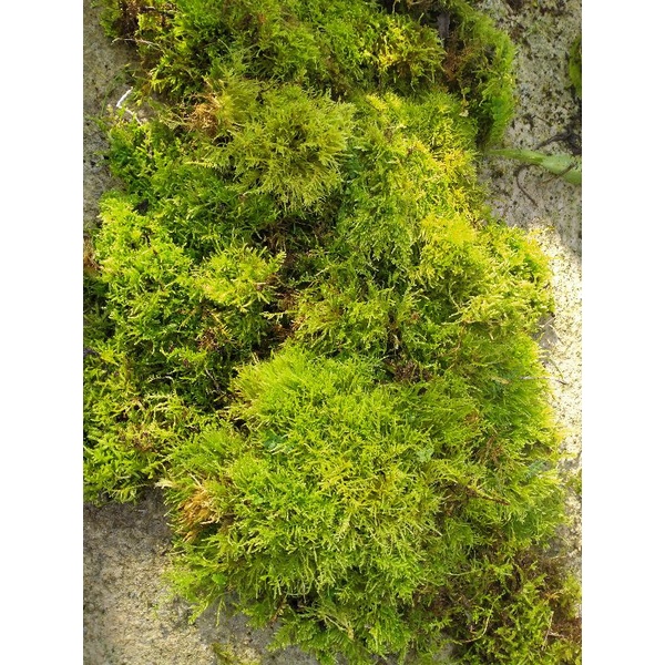 live moss/terrarium moss/dish garden moss/green moss/live moss/moss ...