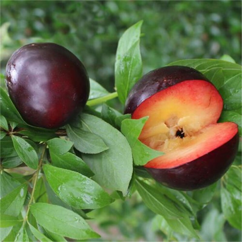 Ouya Plum sapling Bear Fruit in Current Year Grafting Bee Sugar Plum ...