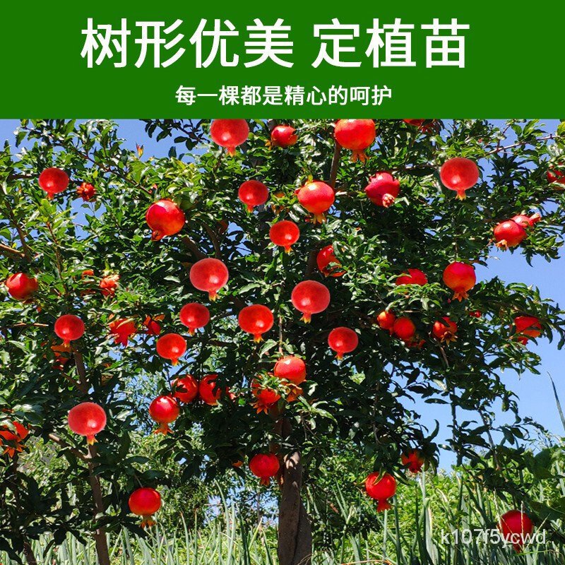 Soft-Seed Red Sweet Pomegranate Tree Sapling Pot Field Cultivation ...