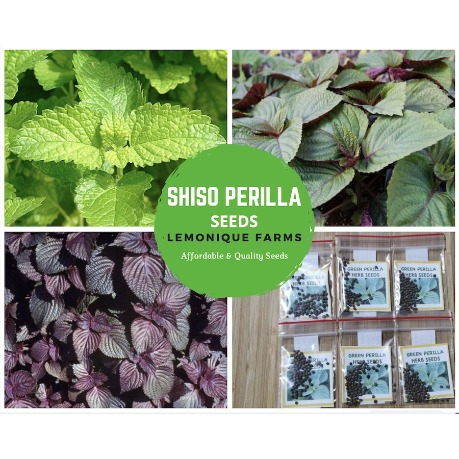 Perilla Shiso Seeds purple / green / double sided or bi-coloured ...