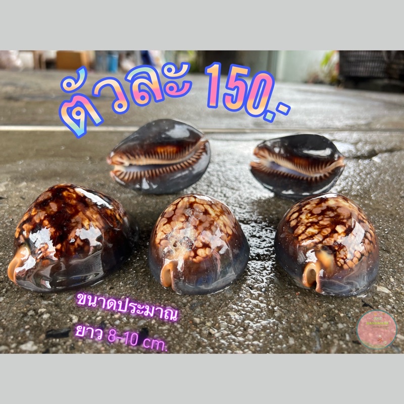 Shells Premium Natural | Shopee Philippines