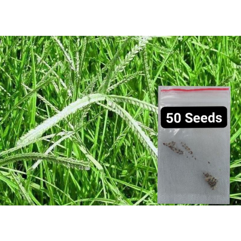 Paragis grass Seeds/ Goose grass Approx 50 Seeds | Shopee Philippines
